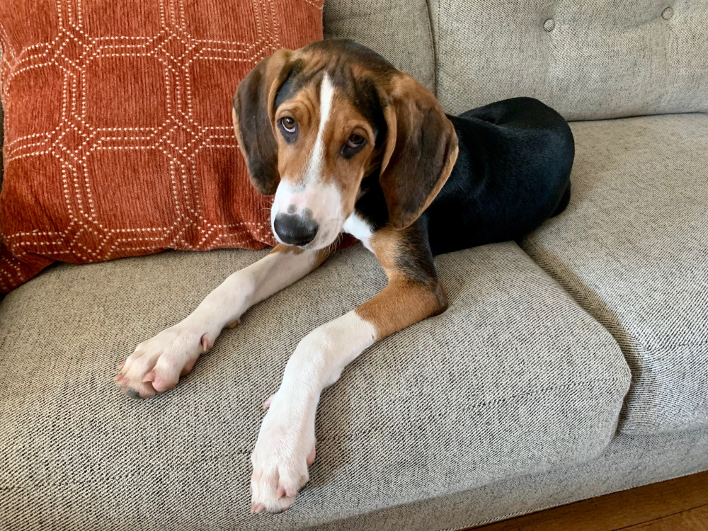 Keeping Your Dog Active During Quarantine with At-Home Agility - JAX Fray
