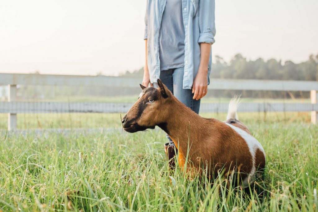 Congaree Penn Goats - JAX Fray